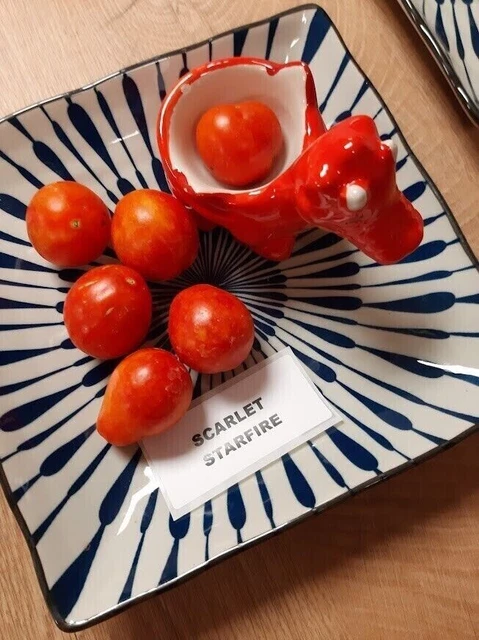 SCARLET STARFIRE TOMATO - 5+ graines - Graines - Graines - P 496 EUR 1 ...