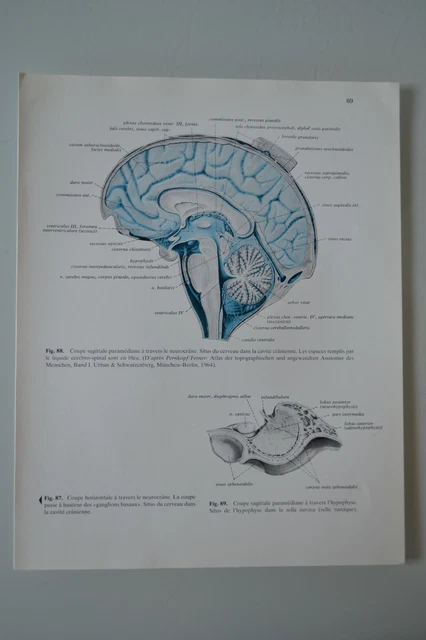 HUMAN ANATOMY BOARD NERVOUS SYSTEM BRAIN ATLAS Dr SOBOTTA MEDICINE £10. ...
