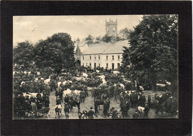 FAIR DAY, MOY, Co.Tyrone, Northern Ireland. Cows. Publisher:- Lawrence ...