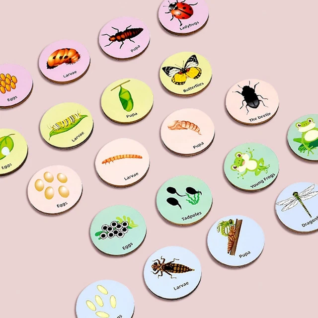 LIFE CYCLE TRAY Flash Cards Montessori Life Cycle Tray for Children ...