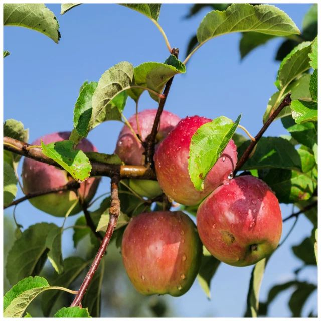 HOWGATE WONDER APPLE Tree 3-4ft Tall in 6L Pot, Ready to Fruit, Juicy ...