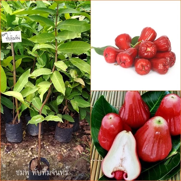 ROSE APPLE PLANT Syzygium samarangense "Tubtim Chandra" Java apple 55 ...