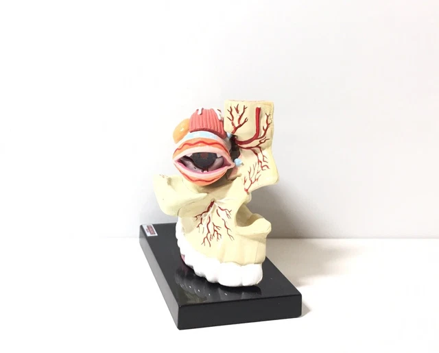 YUJIN KAIYODO HUMAN Anatomy Atlas Mini Body Parts Color Eye structure ...