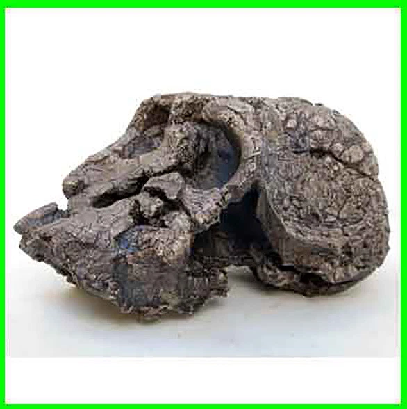 REPRODUCTION FOSSILE CRANE Kenyanthropus platyops skull prehistoric ...