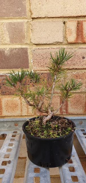 JAPANESE BLACK PINE Bonsai Shohin (Pinus Thunbergii) $159.70 - PicClick AU