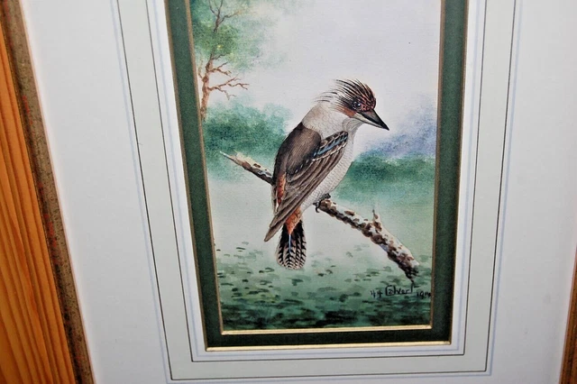 ORIGINAL 1914 ANTIQUE H.H. Calvert w/colour painting "Kookaburra". $520 ...