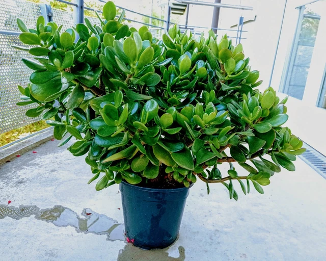 CRASSULA OVATA, GELDBAUM, Pfennigbaum, ca. 50 cm hoch, Dickblatt ...