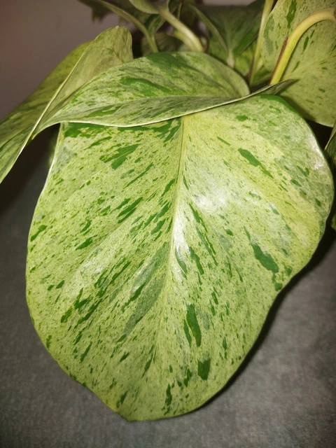 EPIPREMNUM & SNOW Queen " Efeutute Scindapsus Philodendron Pothos Plant ...