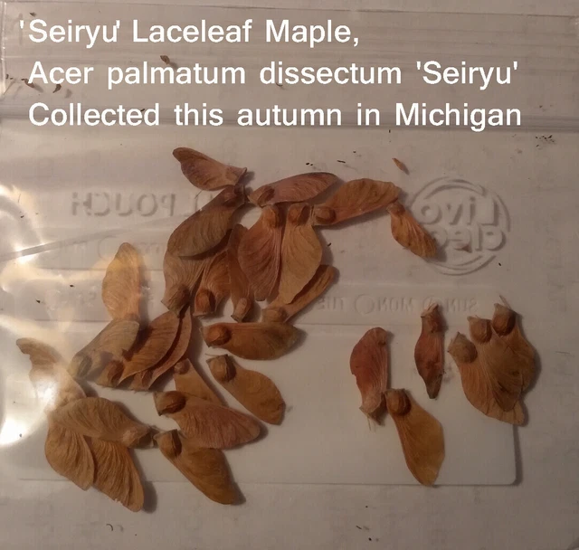 SERIYU LACELEAF JAPANESE Maple, Acer palmatum disssectum 'Seriyu', 15 ...