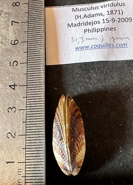 COLLECTION COQUILLAGE : Musculus viridulus EUR 5,00 - PicClick FR