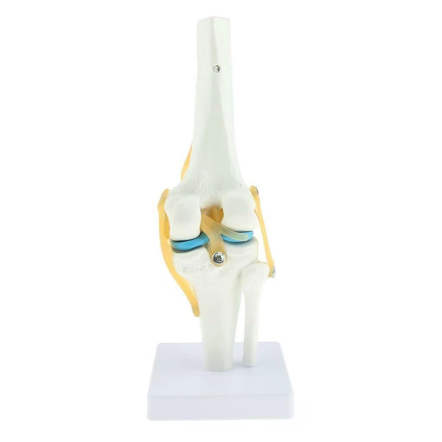 HUMAN KNEE JOINT Anatomy Models Skeleton Model Nursing Teaching ...