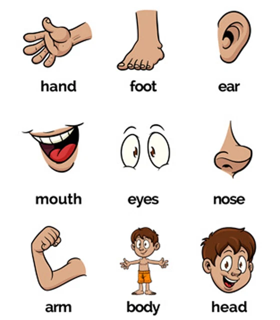 BODY PARTS FLASH Cards With A4 Board Velcro Kids Preschool Autism SEN ...
