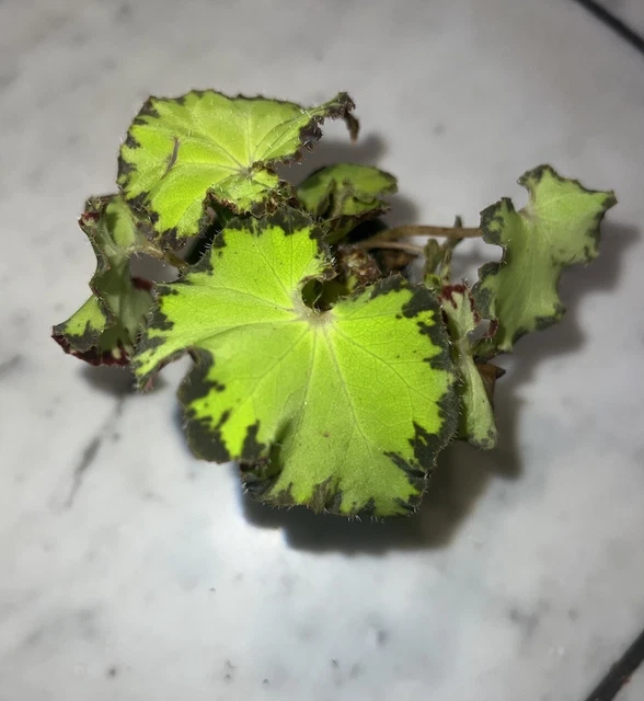 BEGONIA REX JIVE Rare Houseplant Potted Rooted Terrarium Plant £8.99 ...