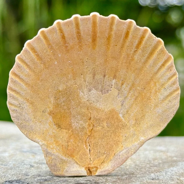 RARO GUSCIO FOSSILE Pecten - Formazione falegname rossa Pliocene ...