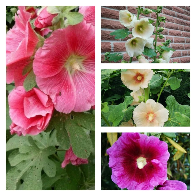 80001810 FARBENFROHE STOCKROSEN Mischung 30 Samen Seeds Zaden Rosen ...
