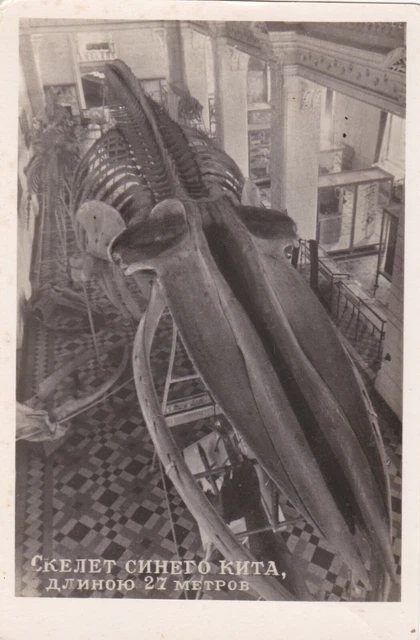1950S BALAENOPTERA MUSCULUS Skeleton Paleontology museum Russian Soviet ...