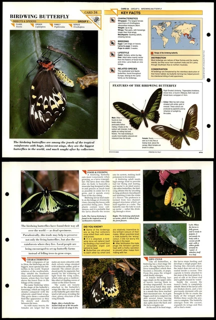 BIRDWING BUTTERFLY #34 Insects Wildlife Fact File Fold-Out Card £1.99 ...