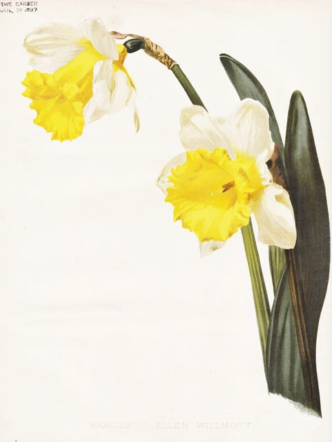 NARCISSES NARCISSUS ELLEN Willmott Jonquille Fleur Botanique Robinson ...