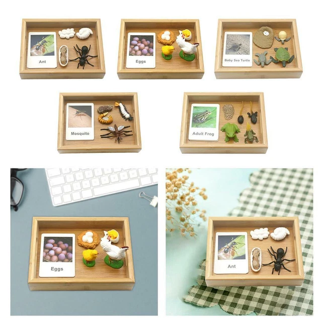 MONTESSORI LIFE CYCLE 3 Part Flash Cards Insect Growth Model Playset ...