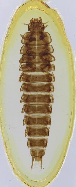 ANTIQUE MICROSCOPE SLIDE. Larva of Carrion Beetle £10.00 - PicClick UK