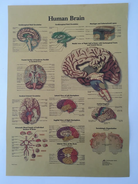 ANATOMY OF THE Brain Anatomical Chart - Paper Unmounted by Anatomical ...