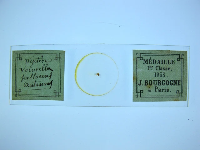ANTIQUE MICROSCOPE SLIDE by Joseph Bourgogne. Antenna of Volucella ...