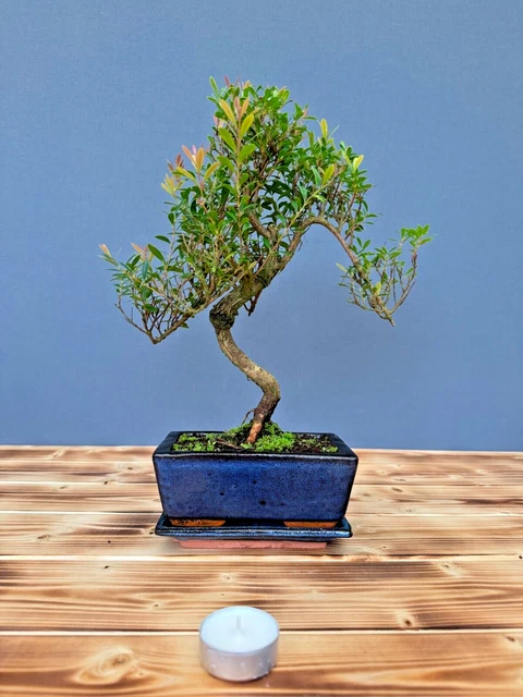 ZIMMERBONSAI KIRSCHMYRTE WOHNUNG Bonsai Nr. 4917 Geschenk Blüte ...