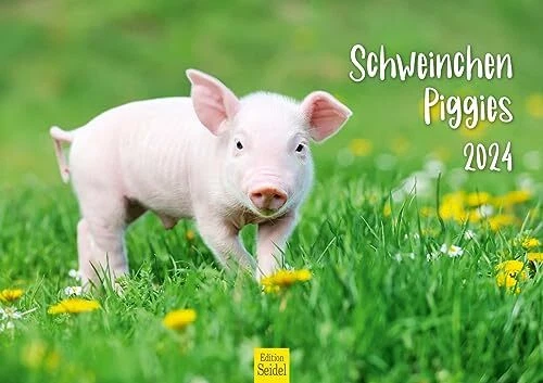 EDITION SEIDEL CALENDRIER de qualité supérieure cochon 2024 Format DIN ...