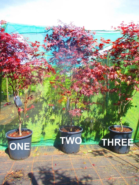 6FT (INC.POT) 25litre LARGE JAPANESE MAPLE Acer palmatum Bloodgood £179 ...