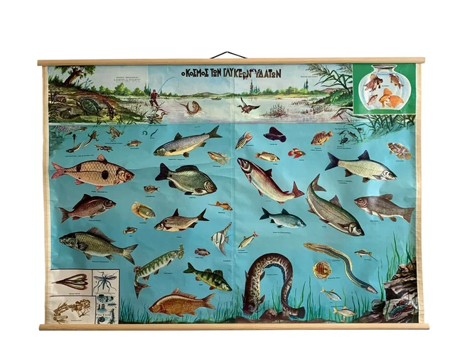 VINTAGE FRESHWATER FISH chart, Freshwater Fish Poster, Fish Pull Down ...