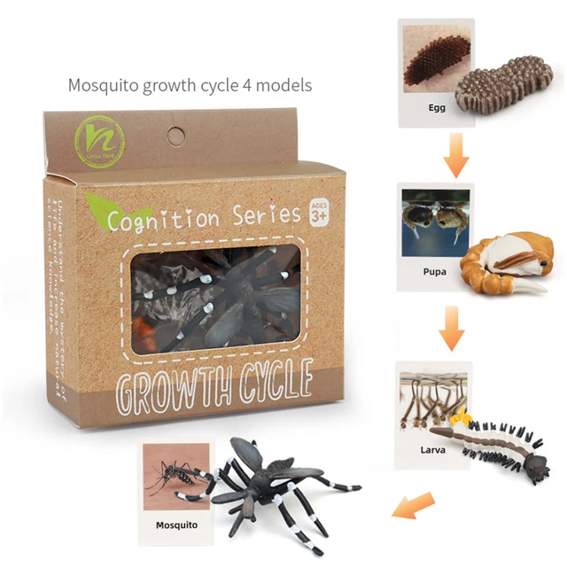 LIFE CYCLE ANIMAL Figurines Insect Animal Plant Growth Cycle Toys ...