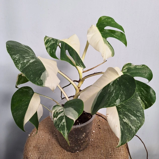 MONSTERA DELICIOSA ALBO Variegated, 21.2.5 Exact Plant, half Moon £127. ...