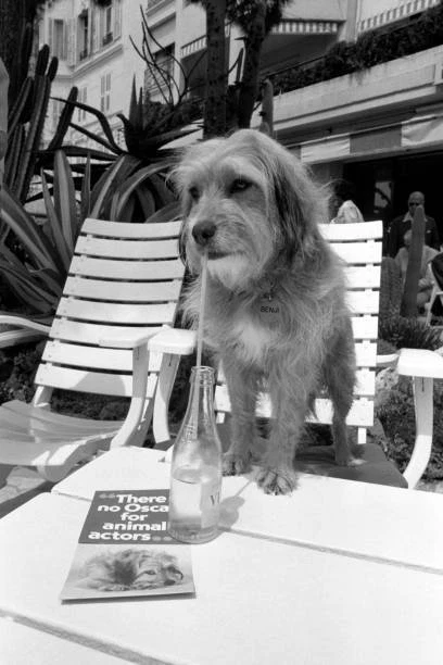 THE DOG ACTOR Benji at the Cannes Film Festival on May 22, 1979 Old ...