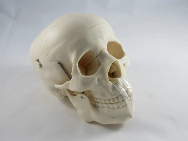 NEW ANATOMY PROFESSIONAL Life Size Skull Medical Model IT-006 ANGELUS £ ...