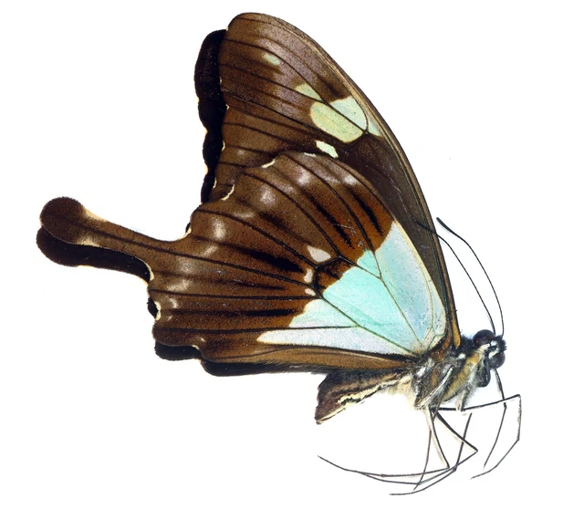 BUTTERFLY. LEPIDOPTERA, PAPILIO PHORCAS CONGOANUS from UGANDA *** £3.00 ...