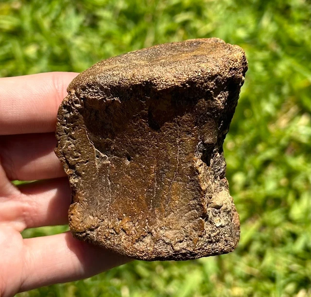 NIGER FOSSIL DINOSAUR Vertebrae Bone Sarcosuchus Kryptops Eocarcharia ...