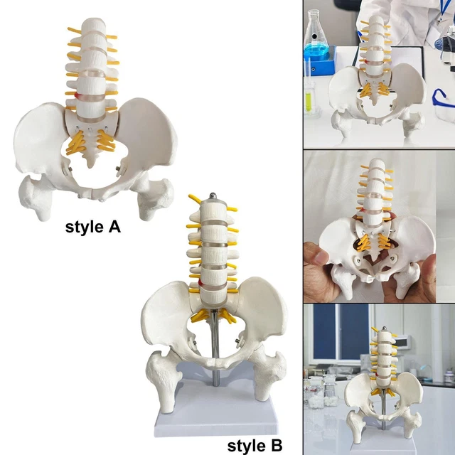HUMAN PELVIS SKELETON Anatomical Model with Lumbar Vertebrae PVC for ...