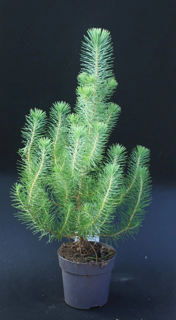 PINUS PINEA STONE Pine In 9cm Pot Produces Edible Seeds Makes Great ...