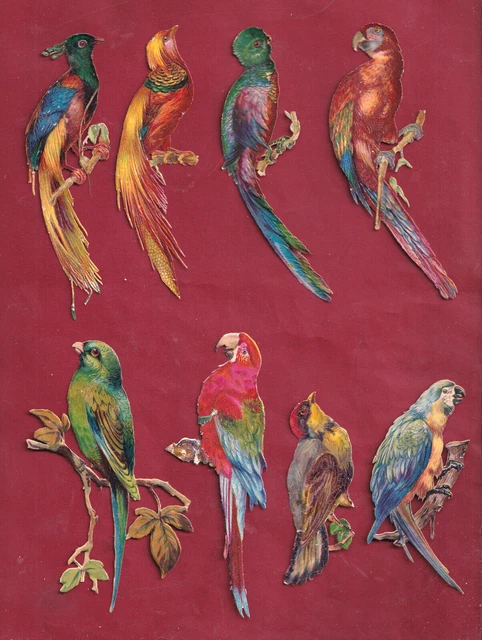 100 TRÈS RARE Chromo Decoupis. Magnifiques Différents Oiseaux Du Monde ...