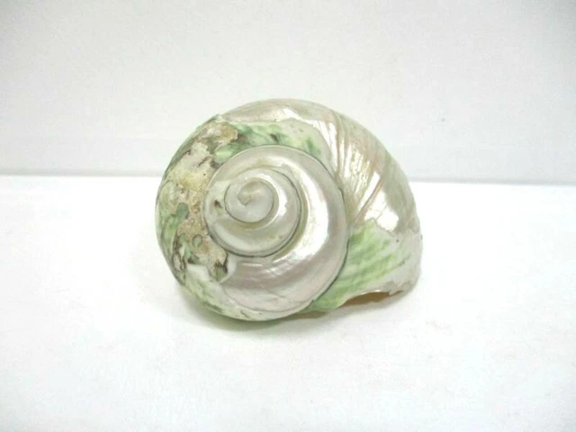COQUILLAGE DE COLLECTION / Turbo nacré EUR 10,00 - PicClick FR