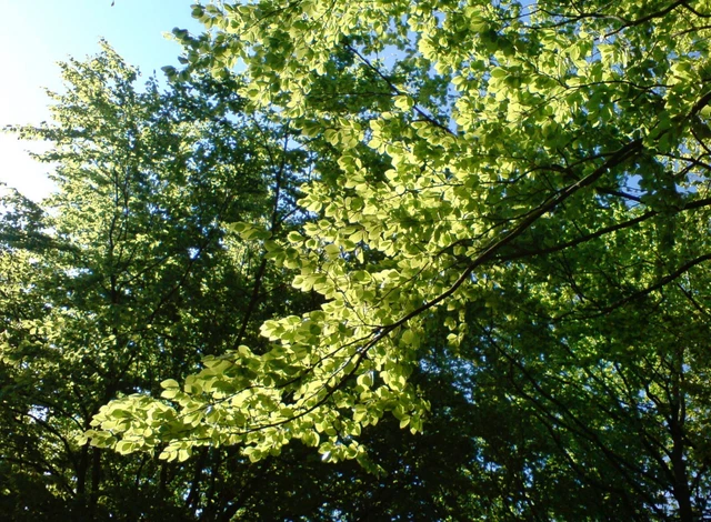 FAGUS SYLVATICA (1 Plante En vq9-9x9x20) EUR 32,40 - PicClick FR