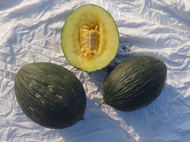 LOT DE 10 Graines De Melon Vert Olive D'Hiver Espagnol Semences Graines ...