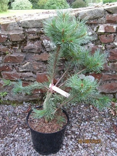 PINUS SYLVESTRIS LOUISIANA Lake 7.5L 65-70x65 good powder blu bonsai ...