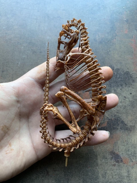 TYRANNOSAURUS T-REX DINOSAUR Fetus Skeleton Tyrannosaurus Under Globe ...