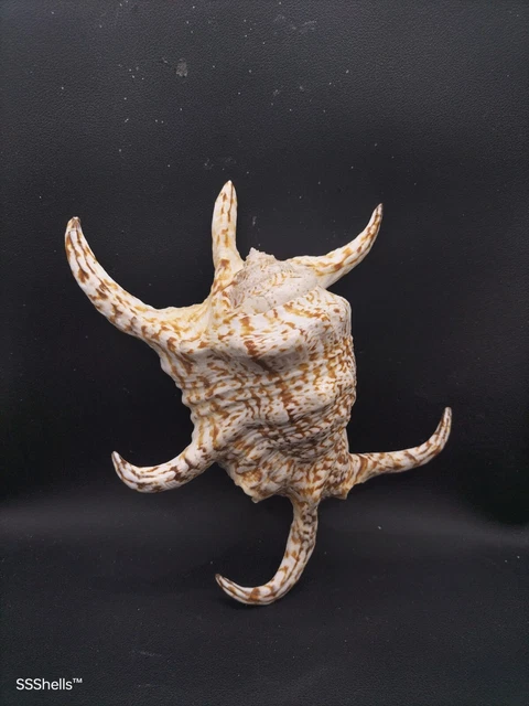 7.5& LAMBIS CHIAGRA spider conch sea shells. Beach marine collector ...
