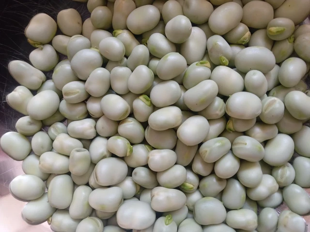 EDIBLE FIELD BEAN Hardy Early Broad Bean Seeds Culinary Vegetable Pea £ ...