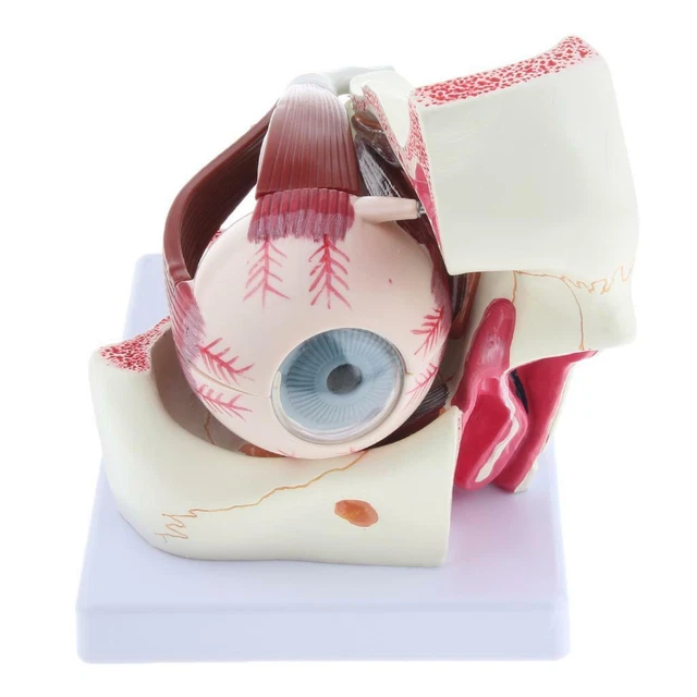 HUMAN EYE ANATOMICAL Model Eyeball Eyelid Anatomy Model, 10 Parts, 3X ...