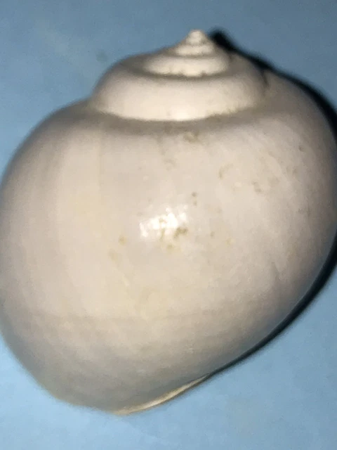 AMPULLINA SIGARETINA FOSSILS Shell Gastéropode Lutetien Bassin Parisien ...