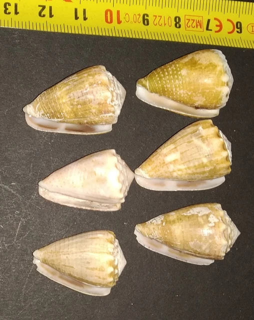 COLLECTION CONIDAE : Conus Miliaris EUR 3,00 - PicClick FR