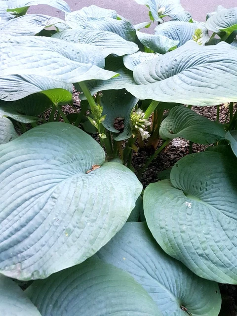 HOSTA/FUNGIA BLUE GIANT Elegans 100 SEEDS!! £28.34 - PicClick UK